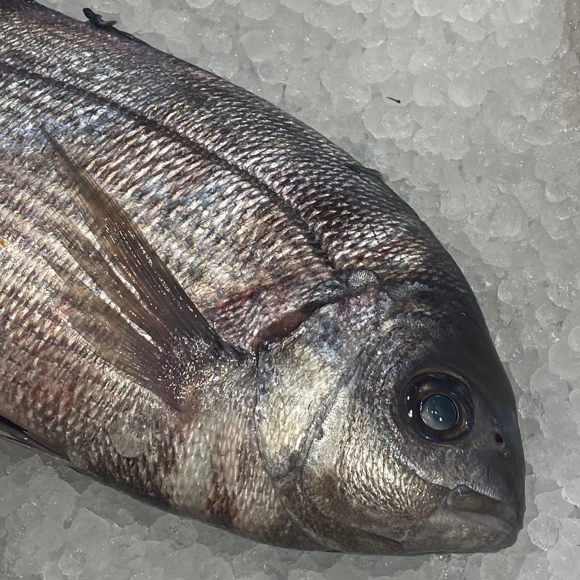 Whole Wild Black Bream – The Sea, The Sea Online