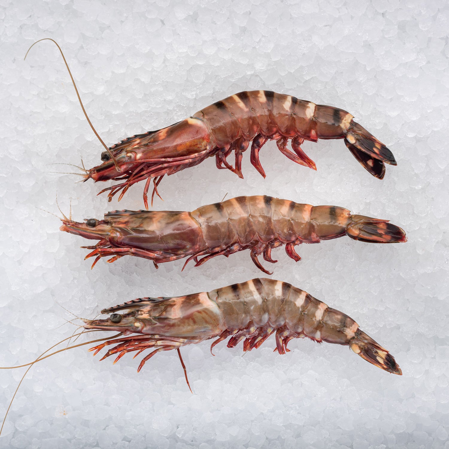 Tiger Prawns – The Sea, The Sea Online