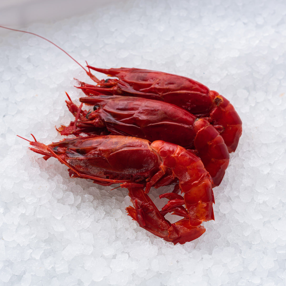 Giant Red Prawns (Carabinieros) – The Sea, The Sea Online