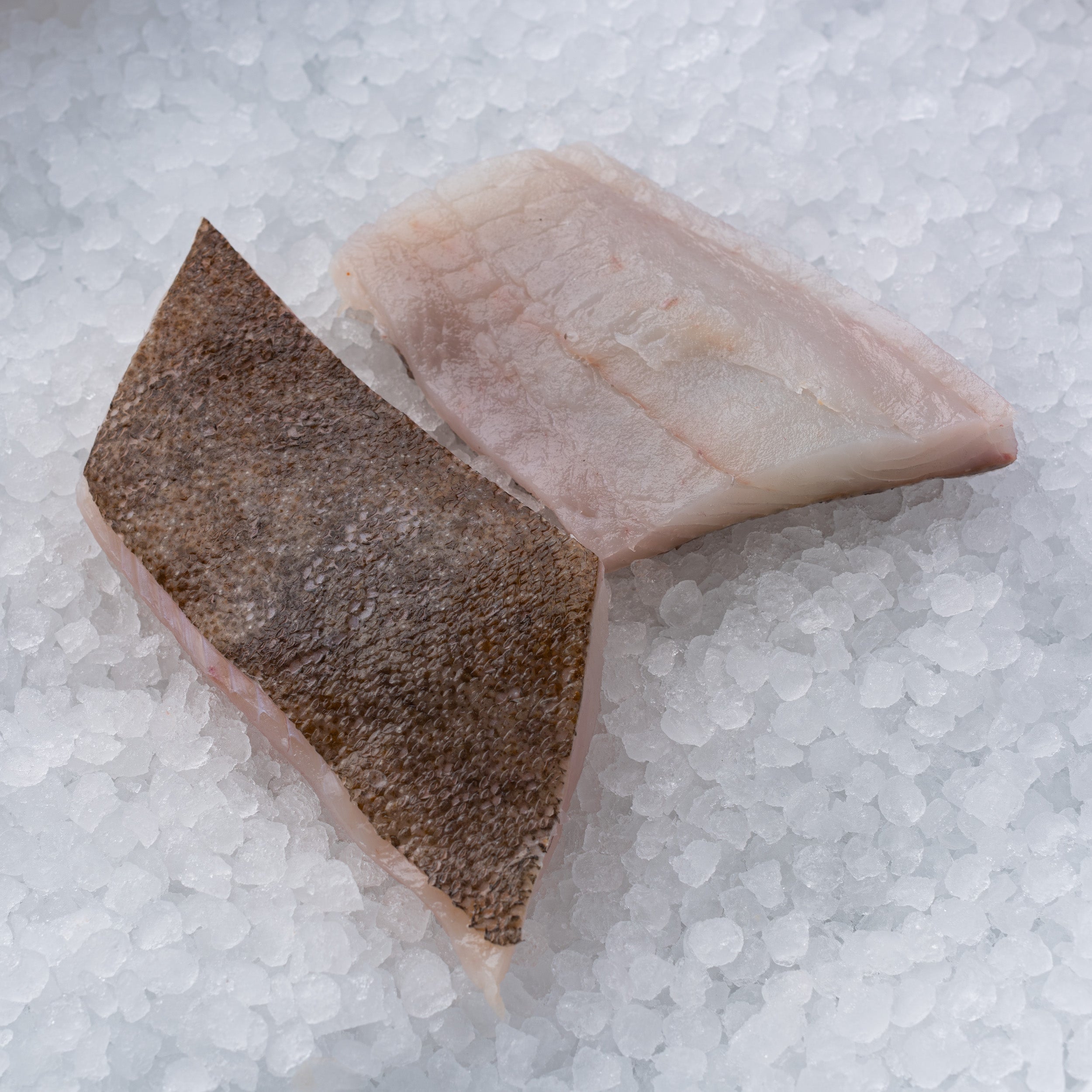 Brill Fillet – The Sea, The Sea Online