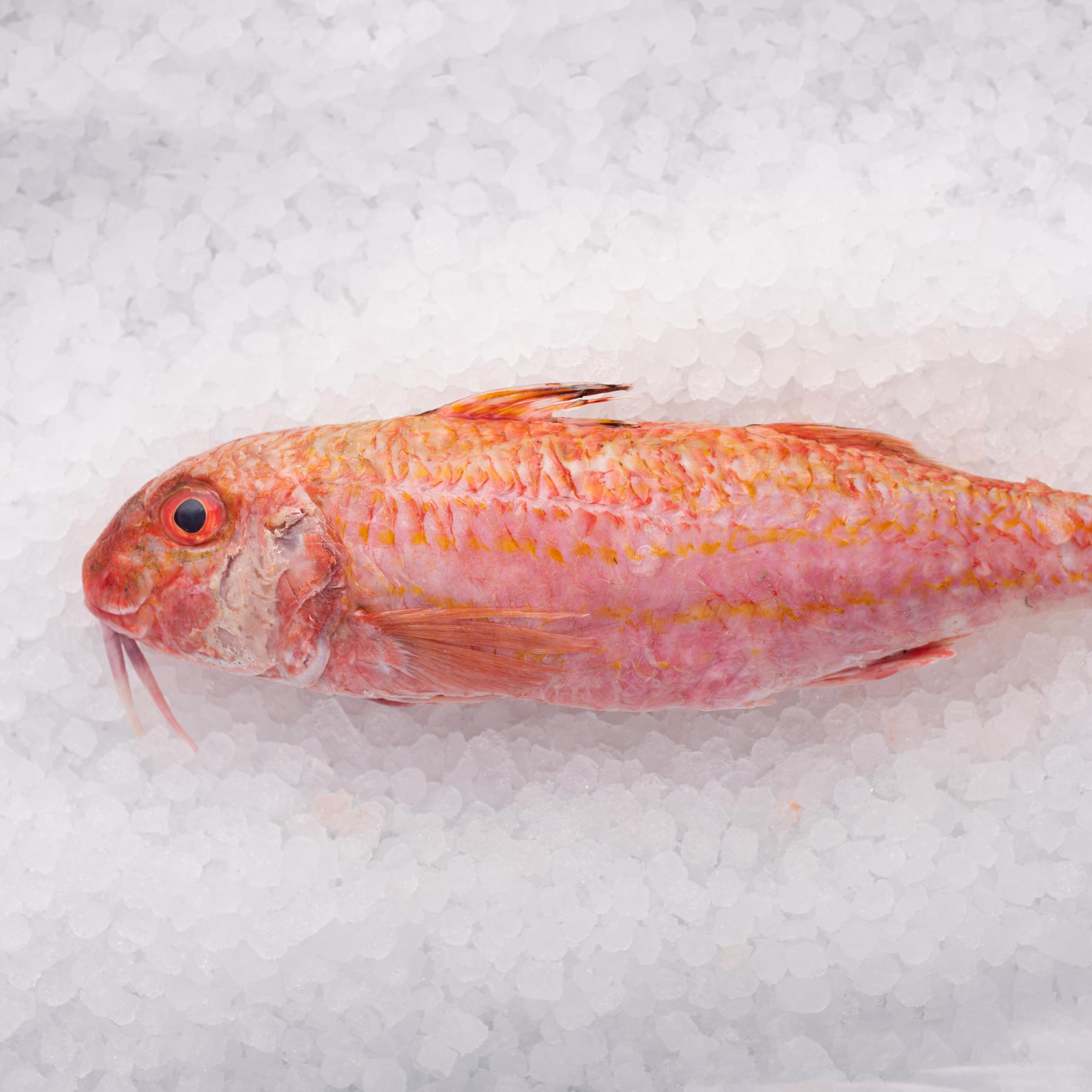 Whole Cornish Red Mullet – The Sea, The Sea Online