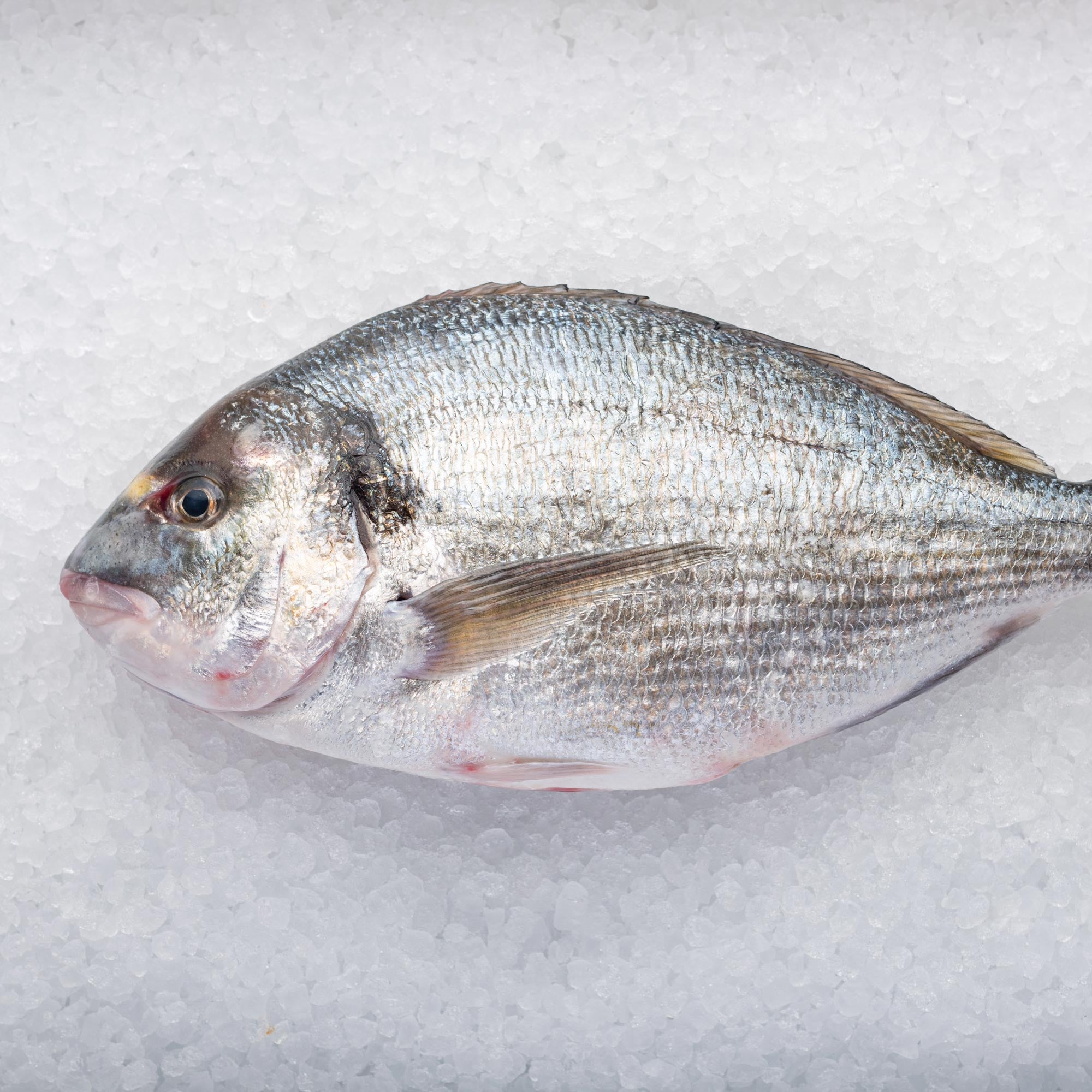 Whole Farmed Gilthead Bream – The Sea, The Sea Online